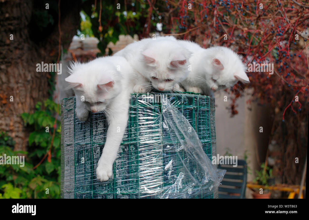 Cute kittens playing garden hi-res stock photography and images - Alamy