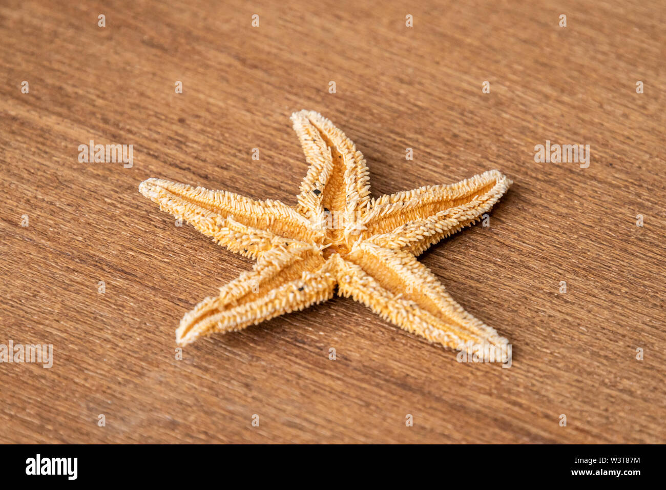 Sea star starfish species from the northern sea in europe five arms ...