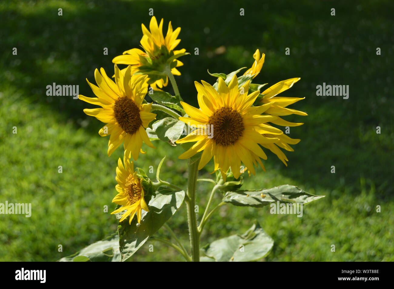 Yellow multi-head sunflower Stock Photo - Alamy
