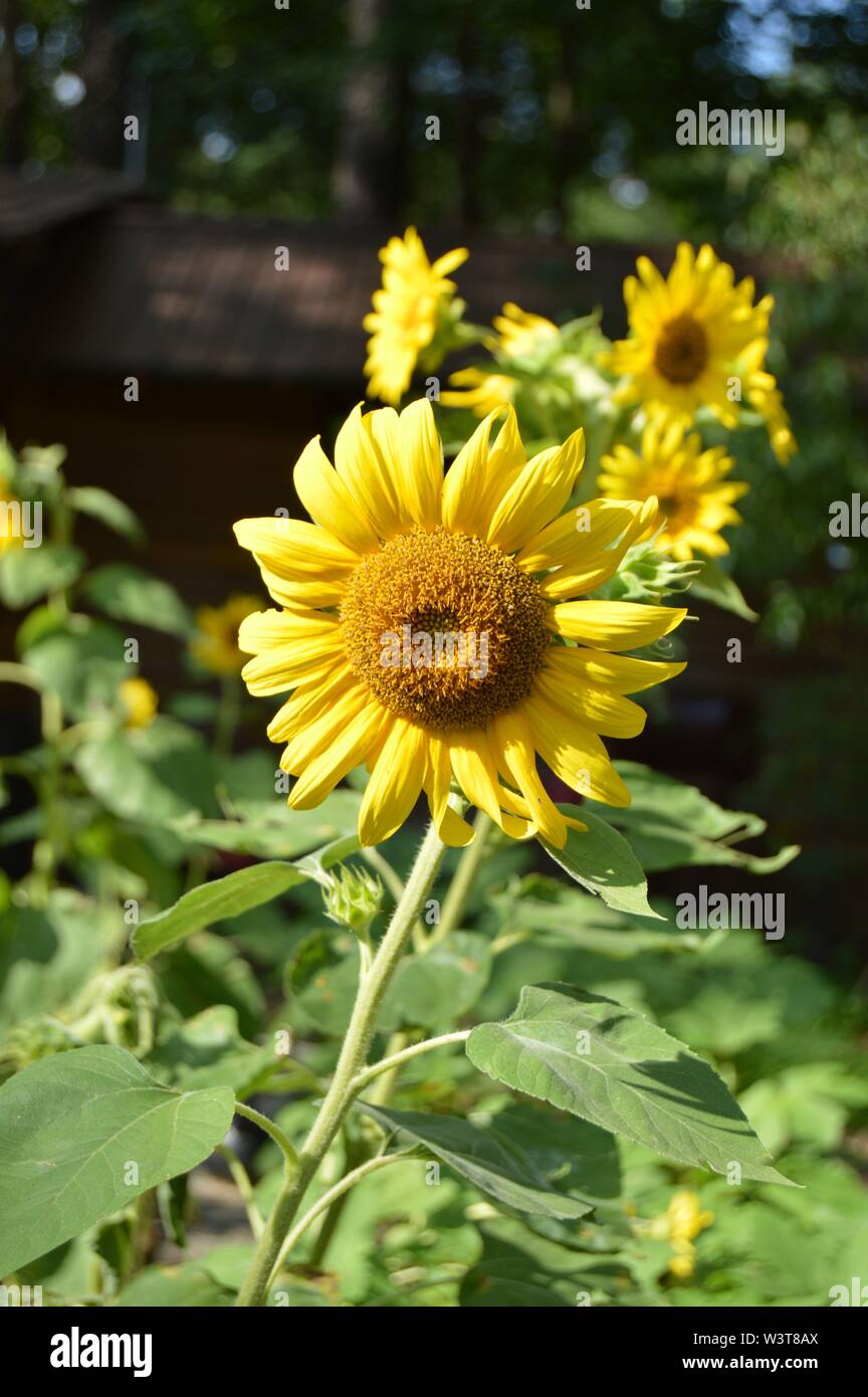Beauiful flowers hi-res stock photography and images - Alamy
