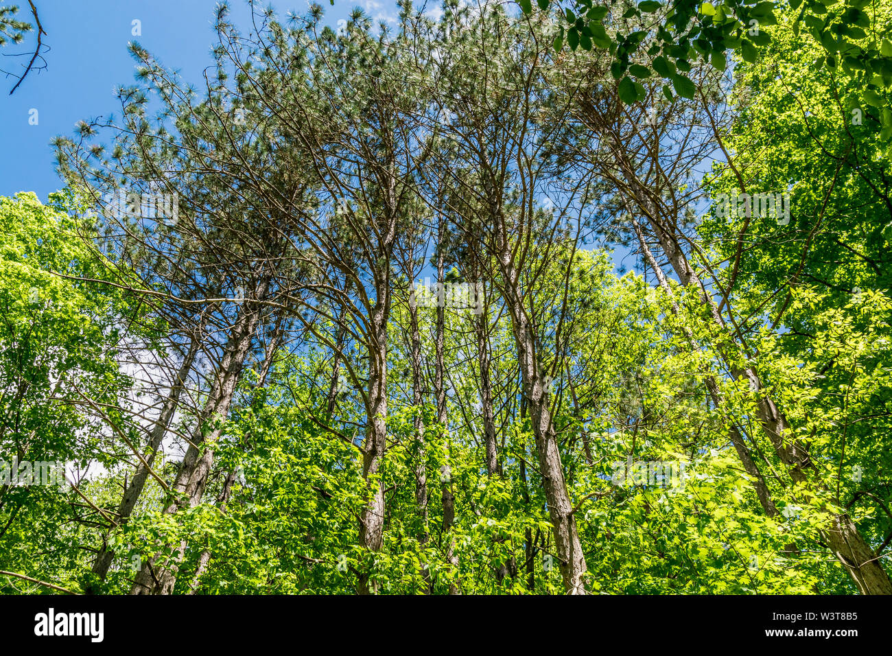 Tree canopy against blue sky background Stock Photo - Alamy