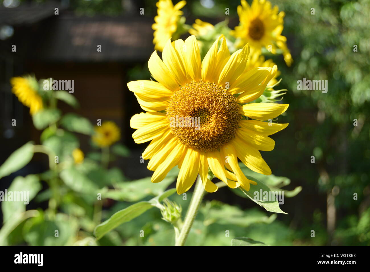 Multiple sunflowers hi-res stock photography and images - Alamy