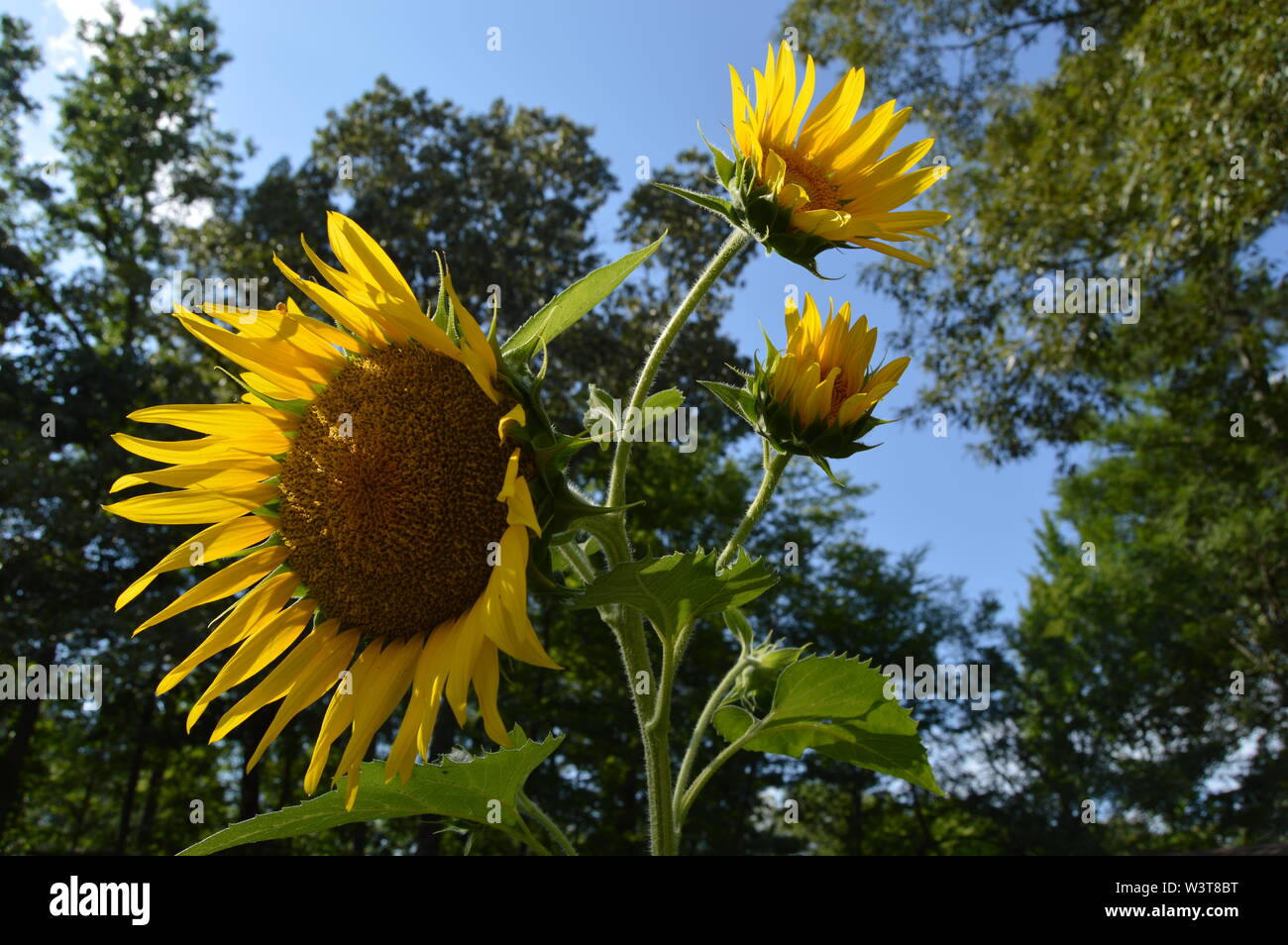 Yellow multi-head sunflower Stock Photo - Alamy