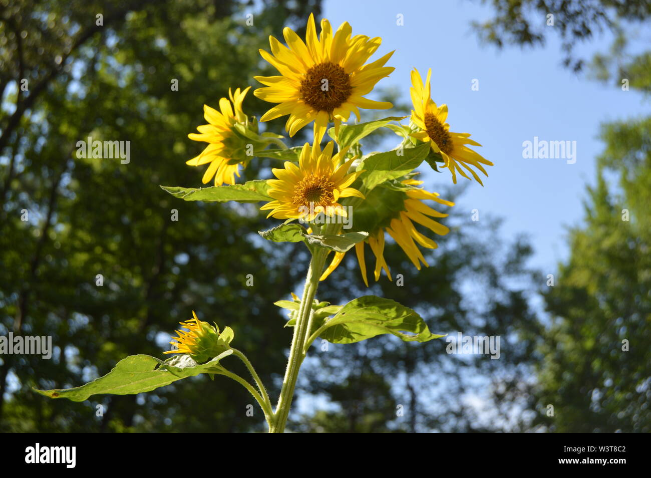 Yellow multi-head sunflower Stock Photo - Alamy