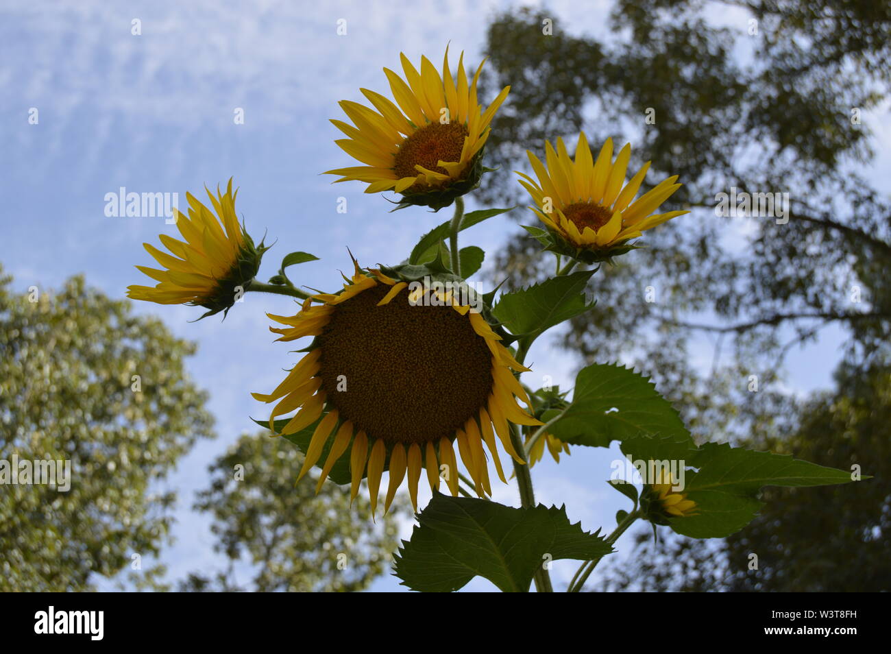 Yellow multi-head sunflower Stock Photo - Alamy