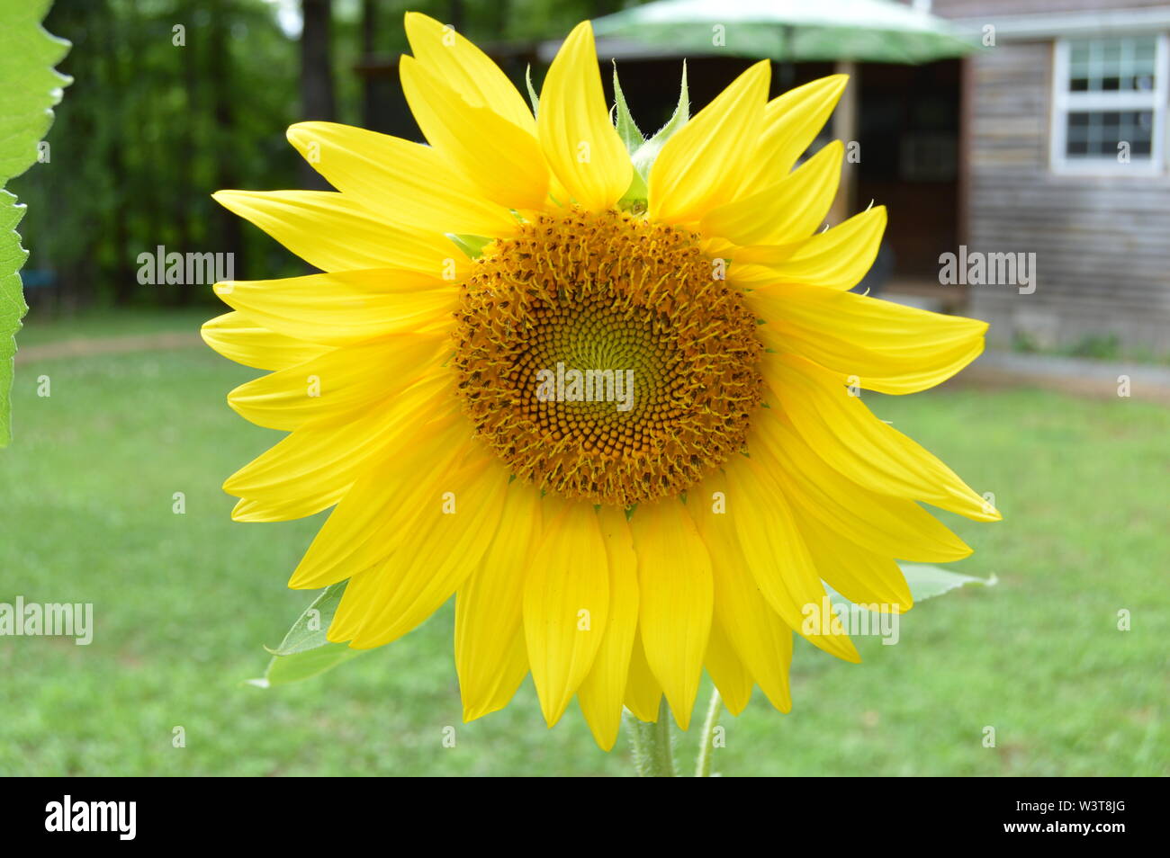 Fancy sunflower hi-res stock photography and images - Alamy