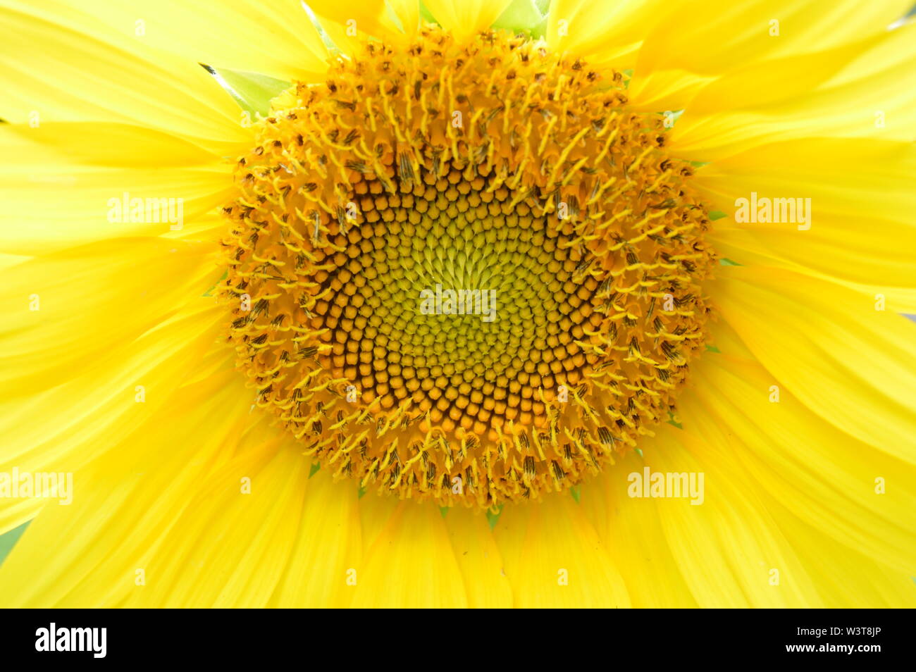 Center of sunflower hi-res stock photography and images - Alamy