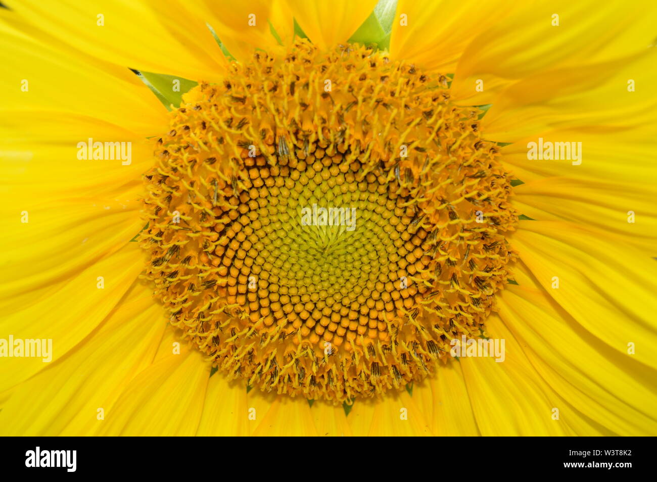 Center of sunflower hi-res stock photography and images - Alamy