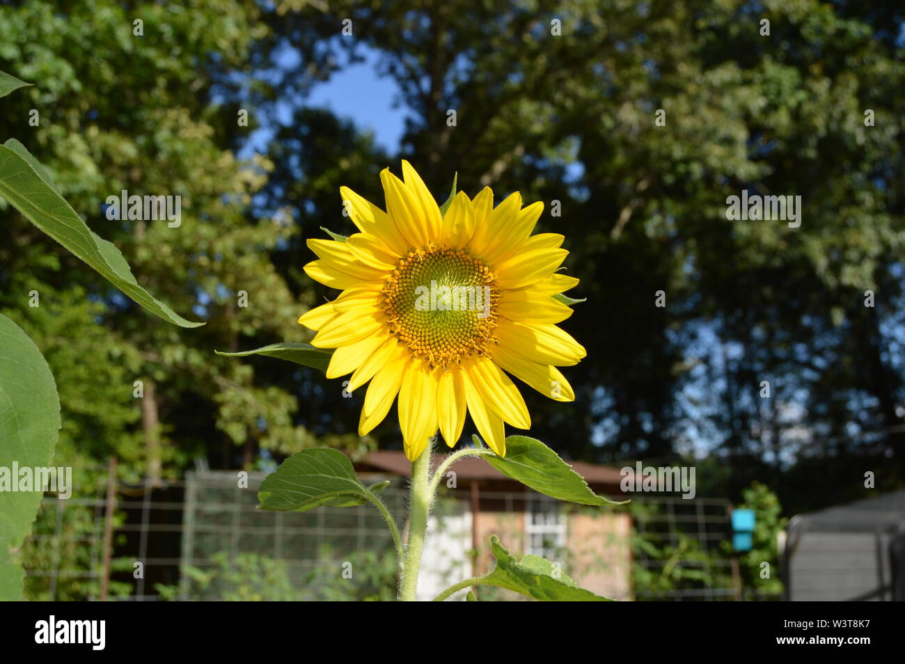 Fancy sunflower hi-res stock photography and images - Alamy
