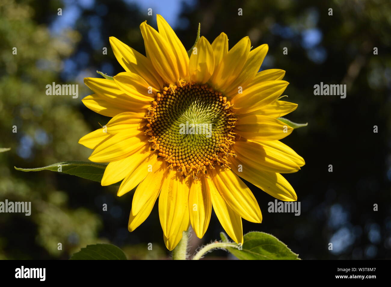 Fancy sunflower hi-res stock photography and images - Alamy