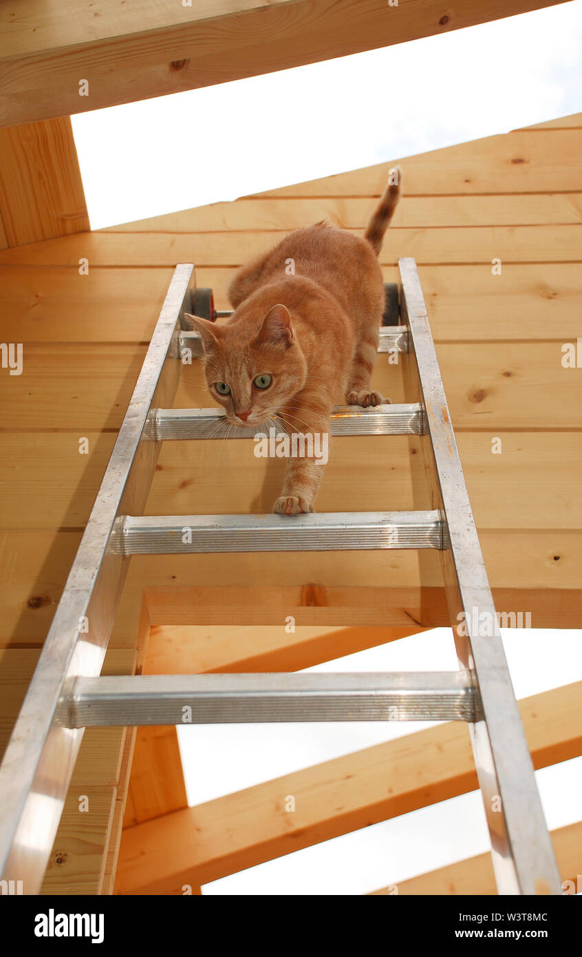 A ginger tabby tom cat descends a ladder inside a partially-constructed ...
