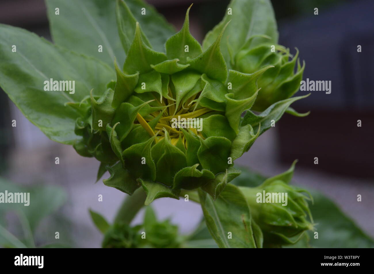 New multi-head yellow sunflower Stock Photo - Alamy