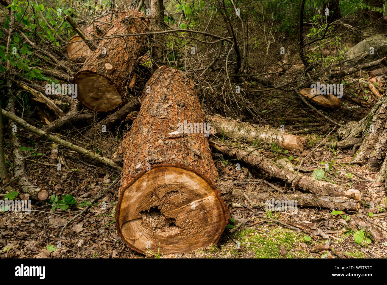 Cut of wood hi-res stock photography and images - Alamy