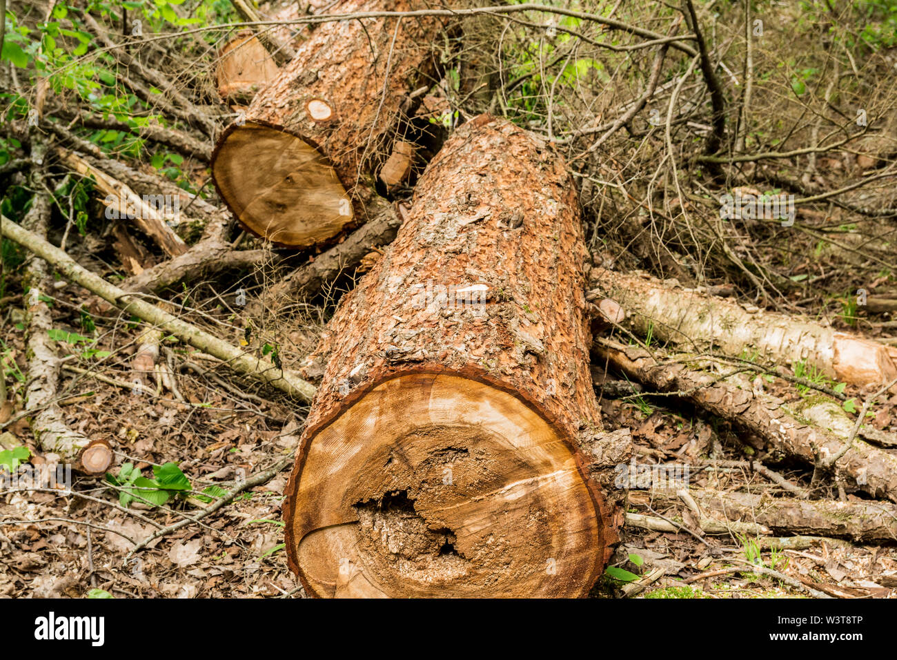 Cut of wood hi-res stock photography and images - Alamy
