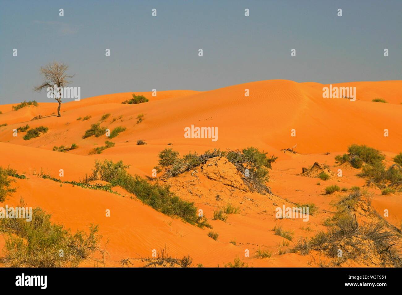 Oman desert: View on spare vegetation on red orange sand dune against ...