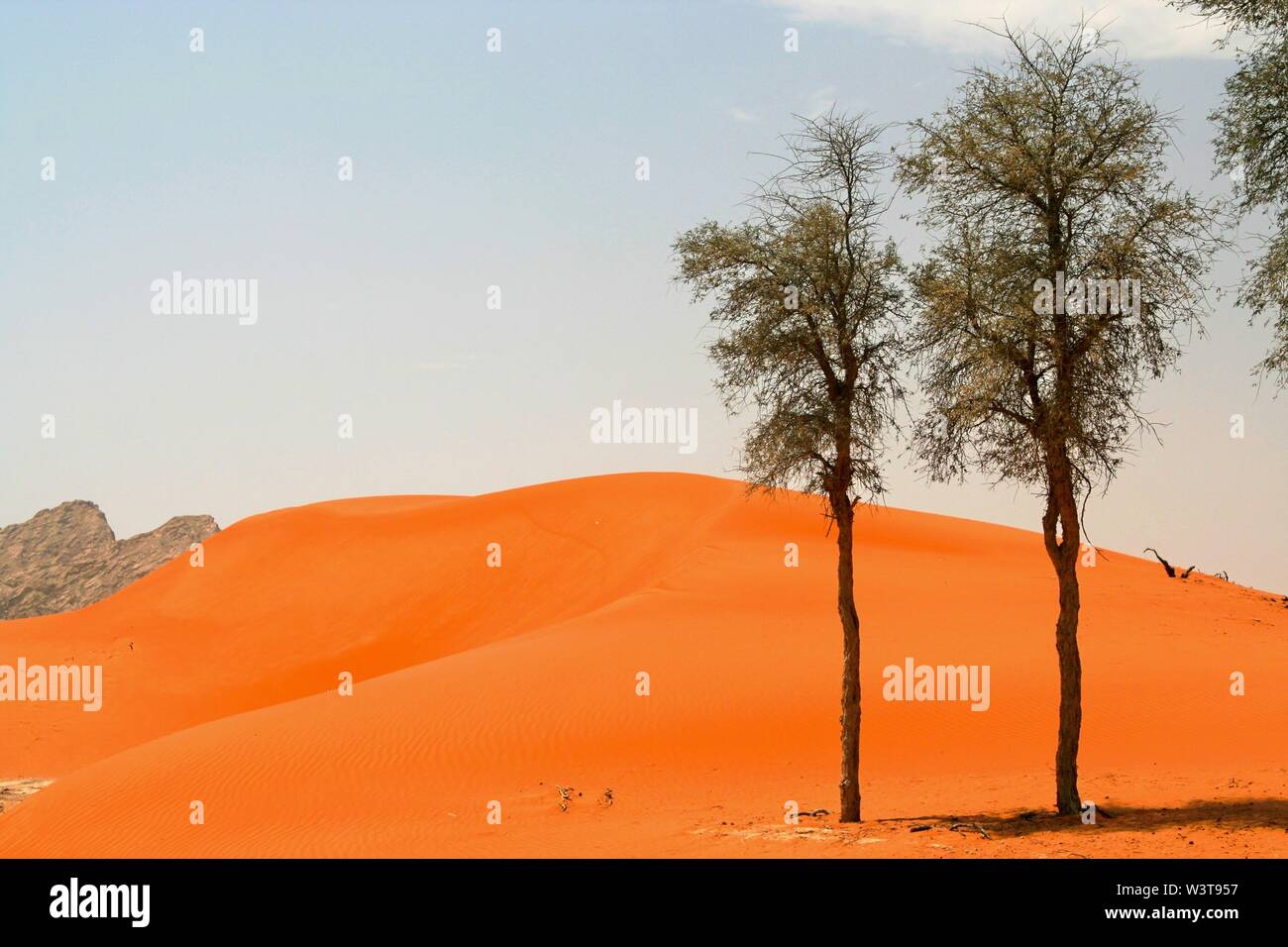 Oman desert: View on red orange sand dune with isolated group of trees ...
