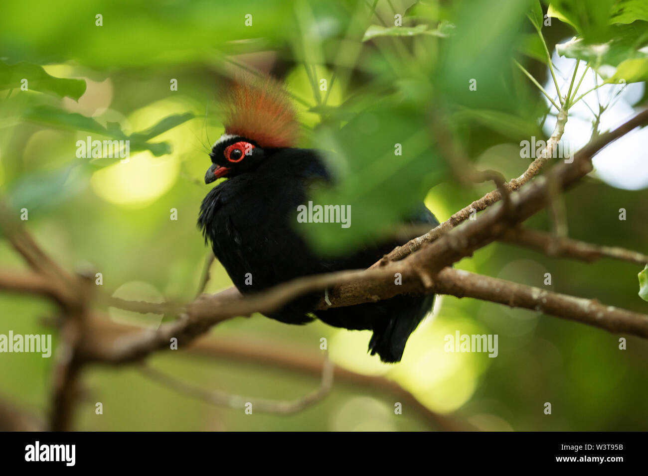 A crested wood partridge (Rollulus rouloul) or roul-roul, red-crowned ...
