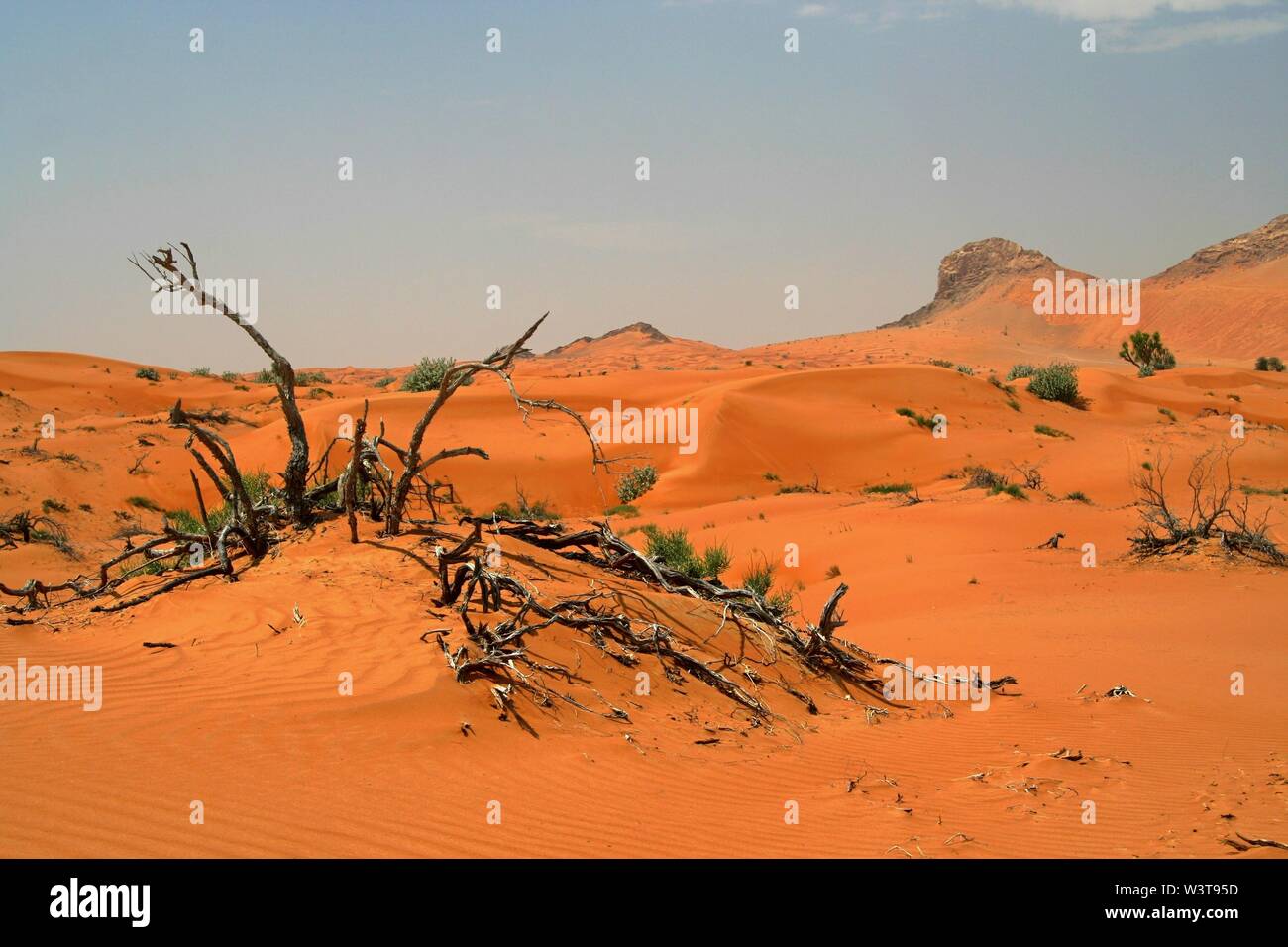 Oman desert: View on withered dried out tree in red orange sand dune in ...