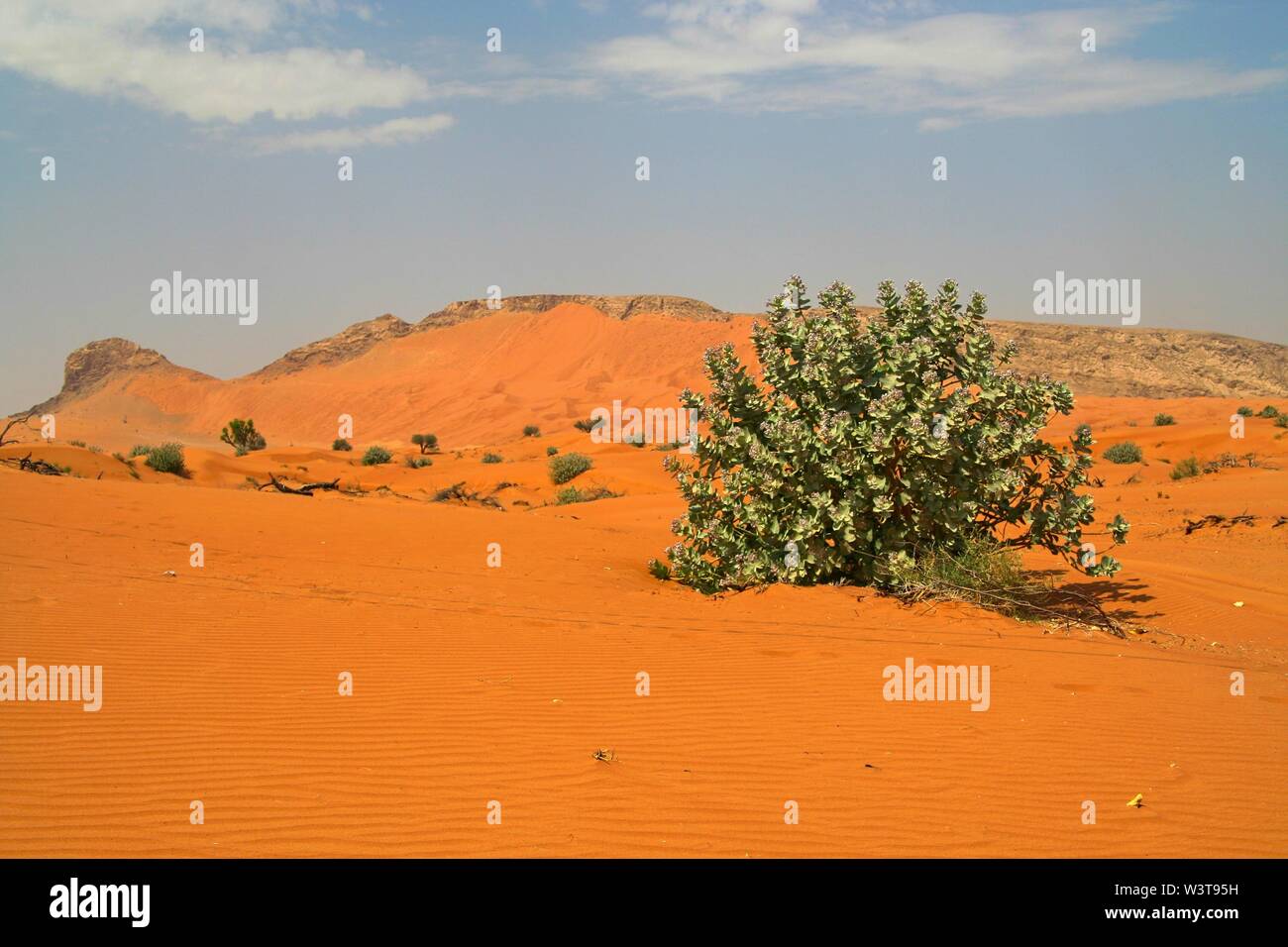 Oman desert: Spare vegetation with isolated tree in dry environment ...