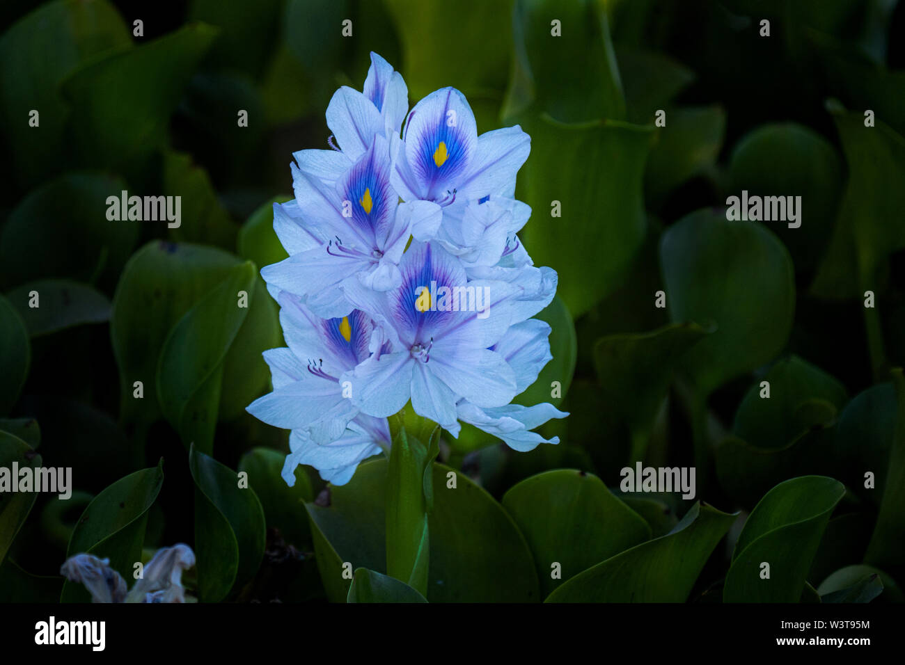 Water Hyacinth San Joaquin River Delta California Stock Photo - Alamy