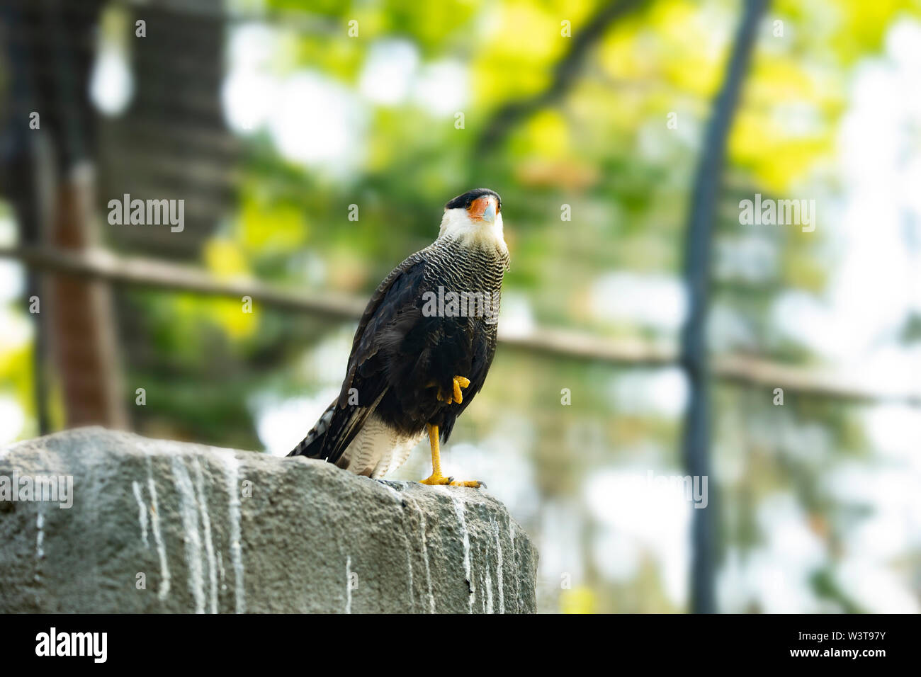 A southern crested caracara (Caracara plancus), or southern caracara ...