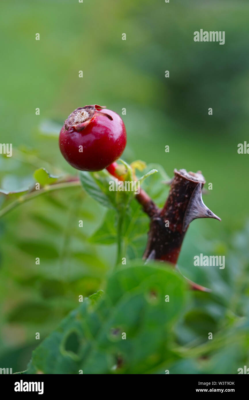 Rose hip stem hi-res stock photography and images - Alamy