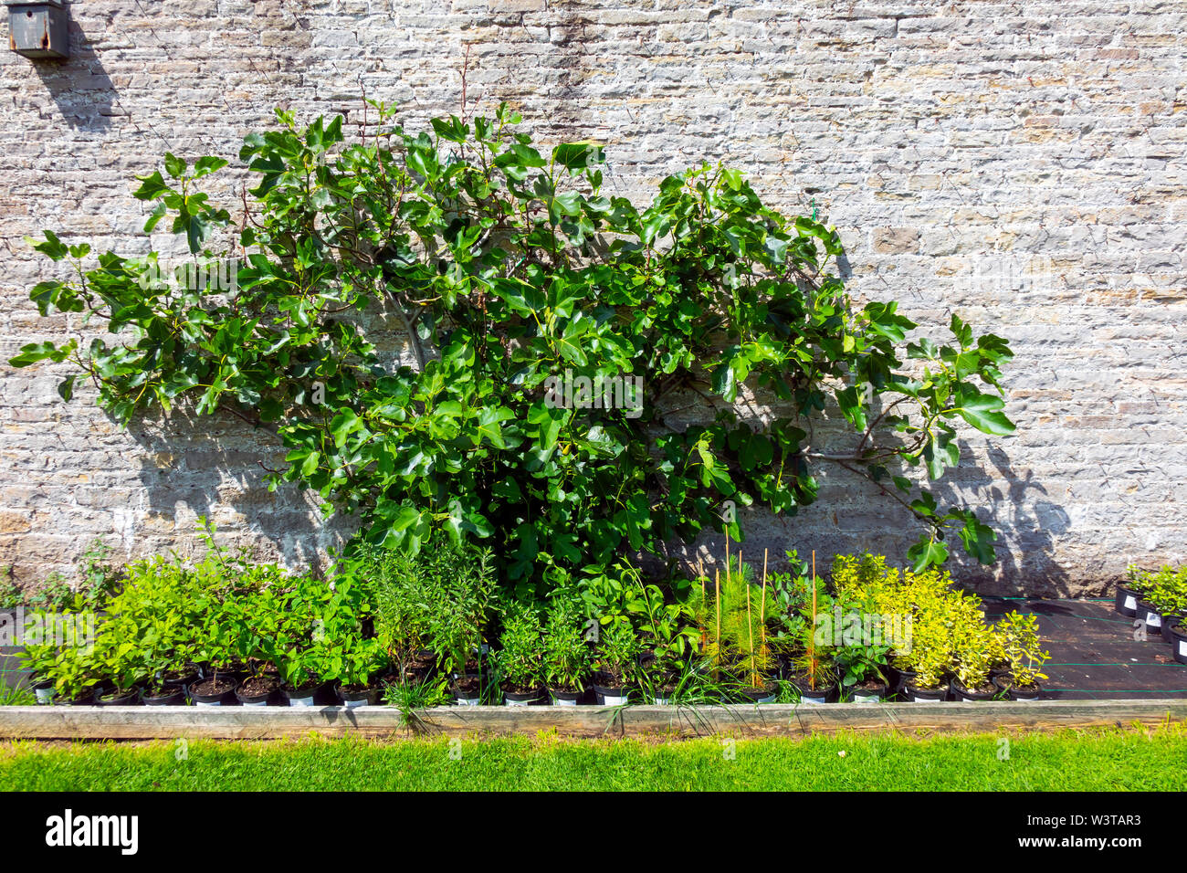 A Fig tree espalier on a stone wall at in the walled garden in ...