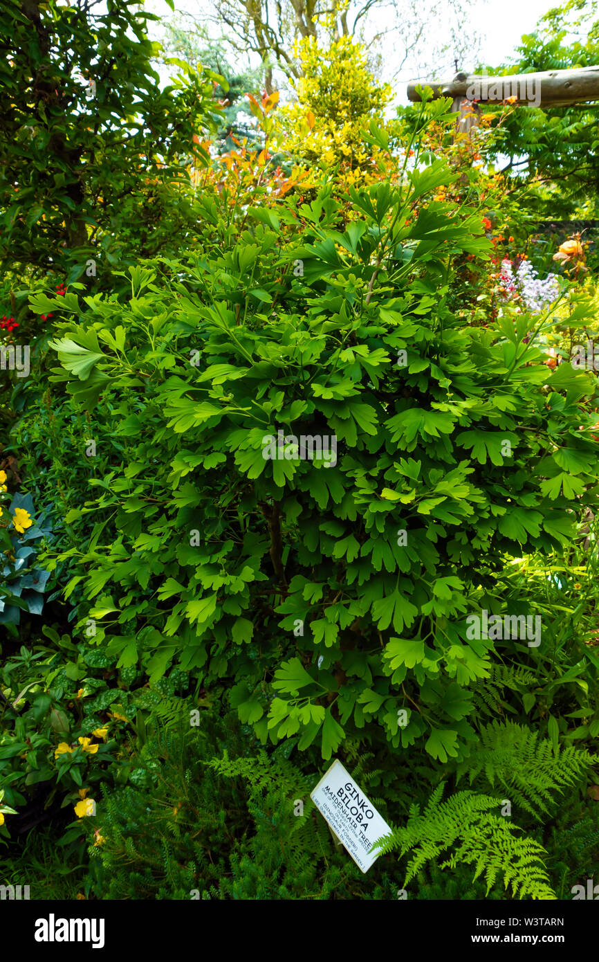 Oldest tree uk hi-res stock photography and images - Alamy