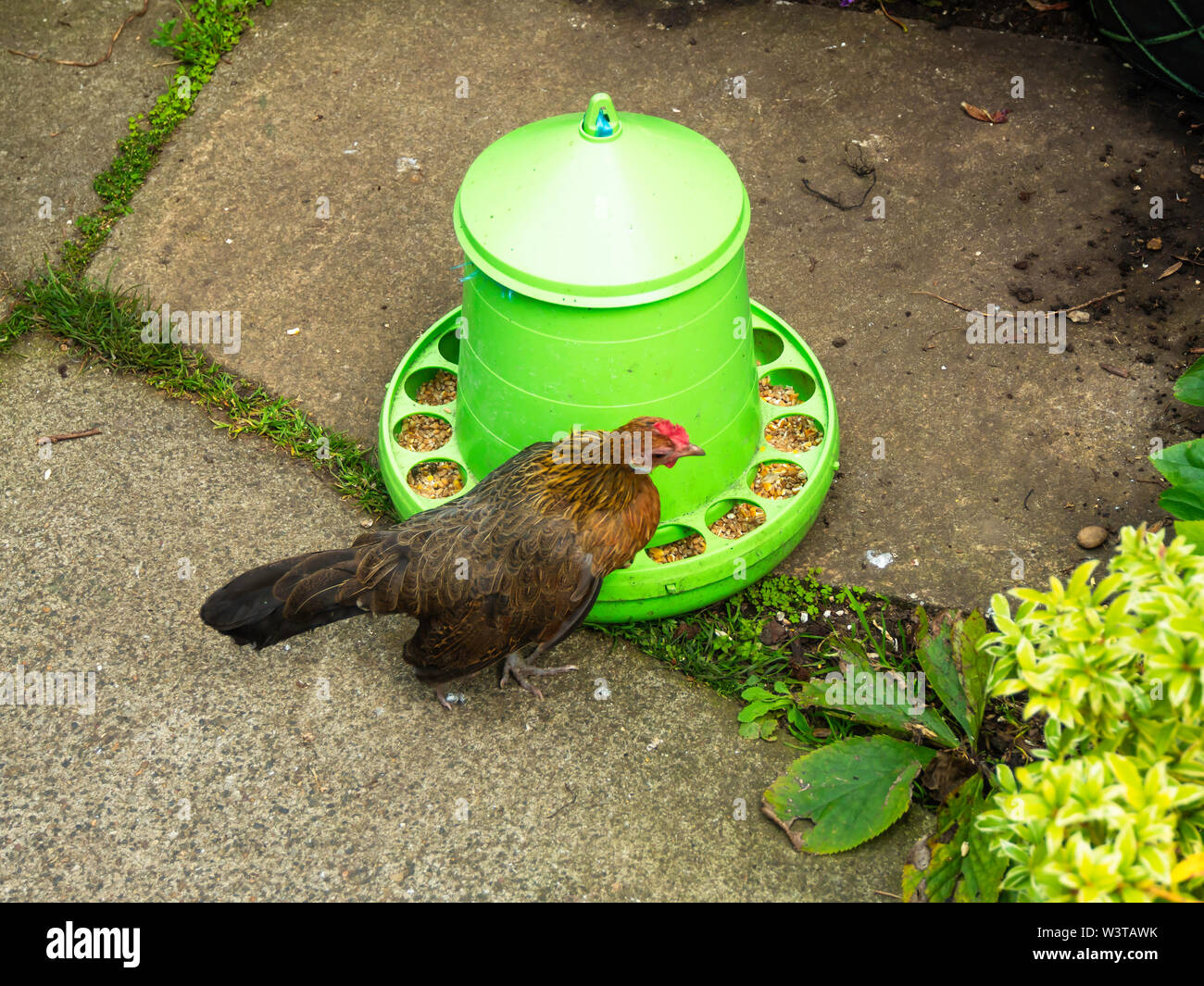 Bantam hen hi-res stock photography and images - Alamy