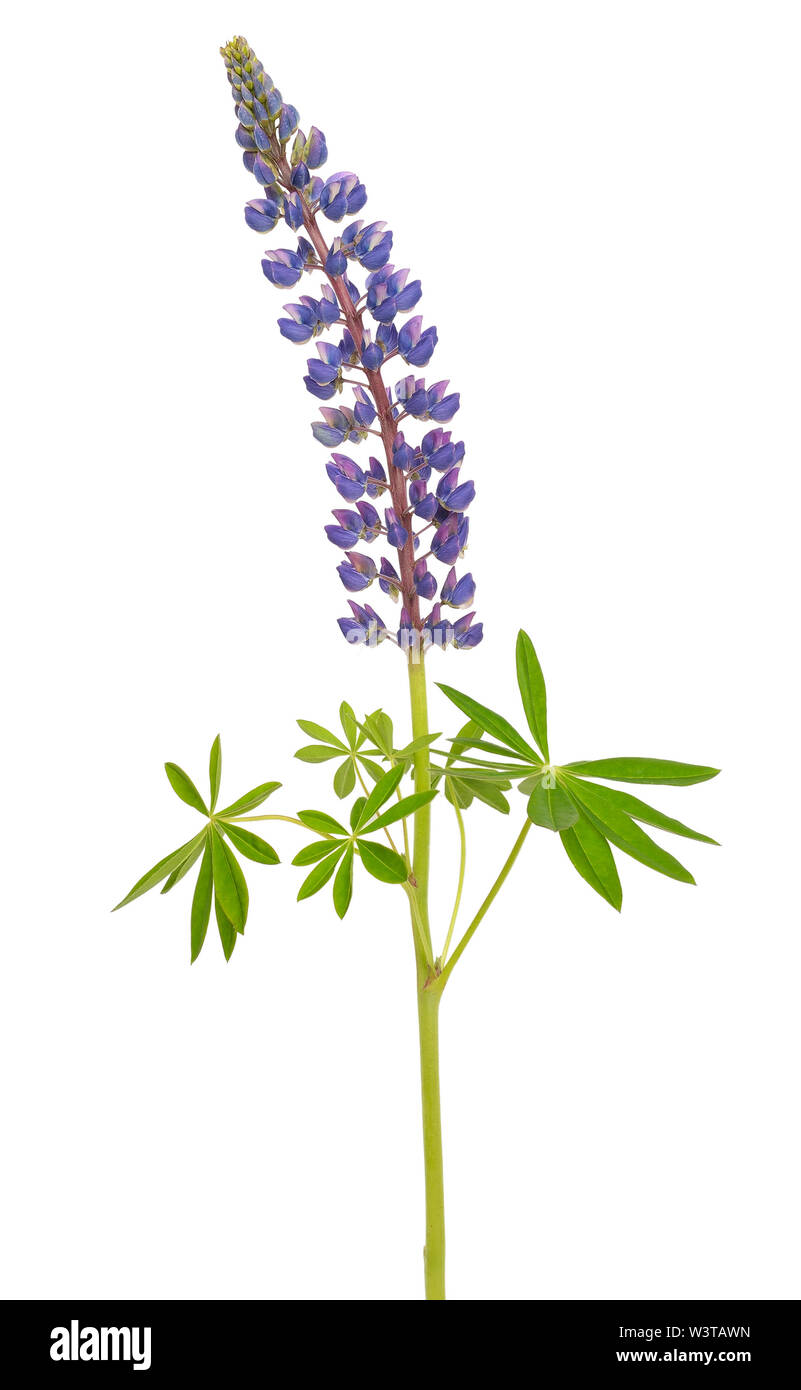 Lupin wildflower Cut Out Stock Images & Pictures - Alamy