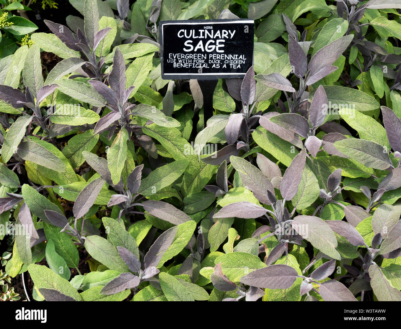 Culinary plants hi-res stock photography and images - Alamy