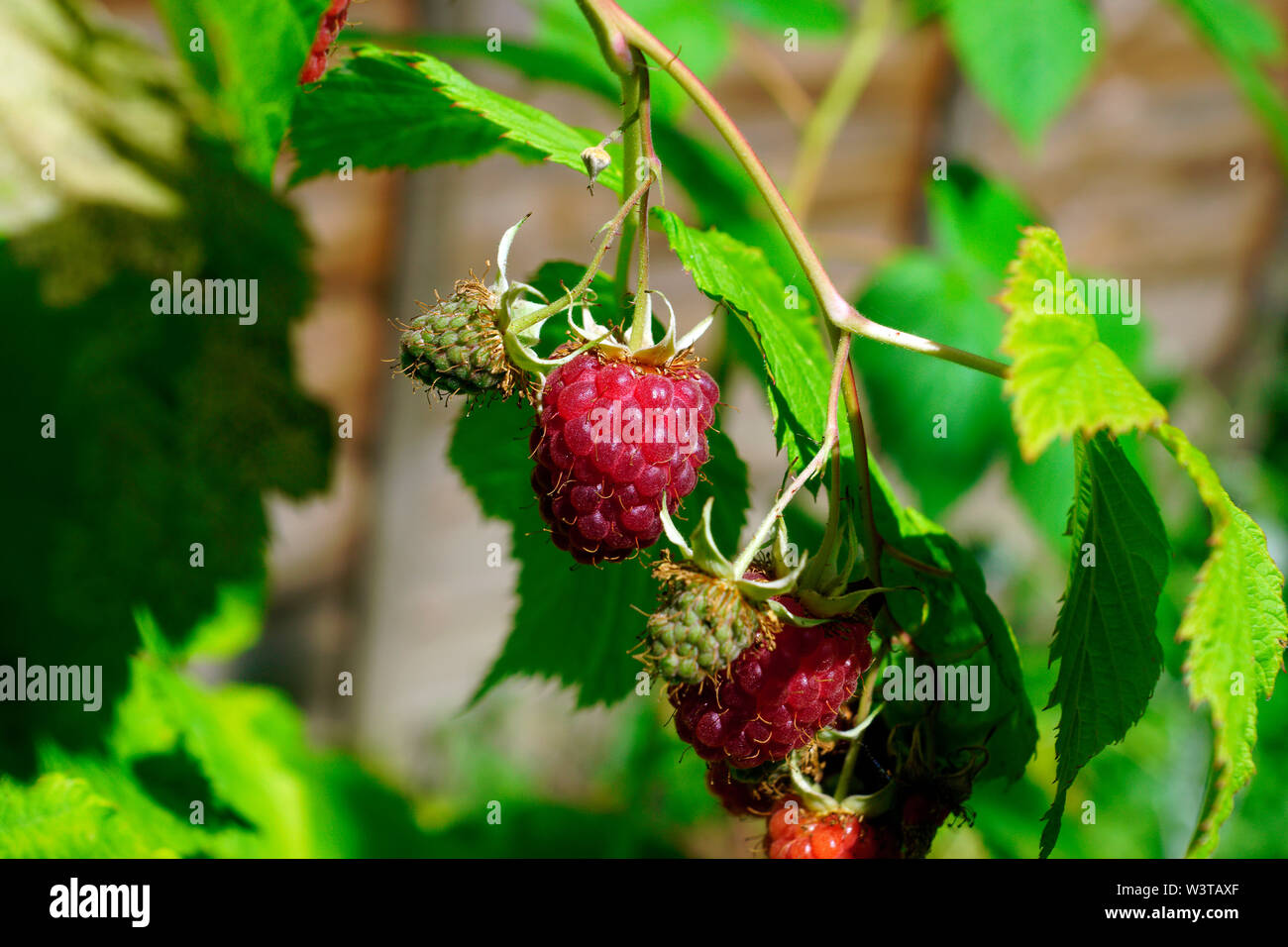 Rose root rot hi-res stock photography and images - Alamy