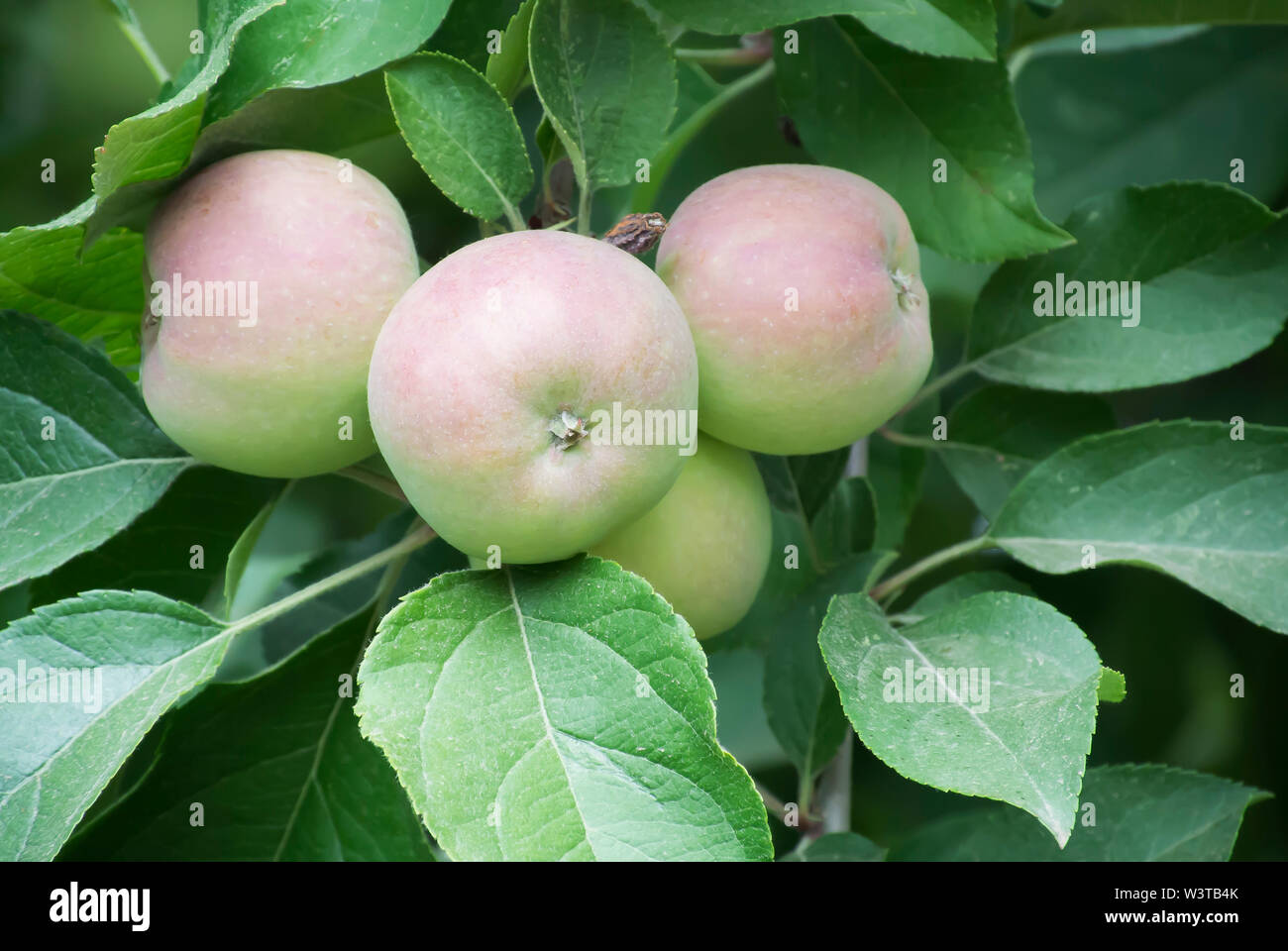Maturing tree fruit hi-res stock photography and images - Alamy