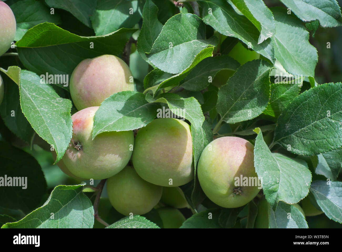 Maturing tree fruit hi-res stock photography and images - Alamy