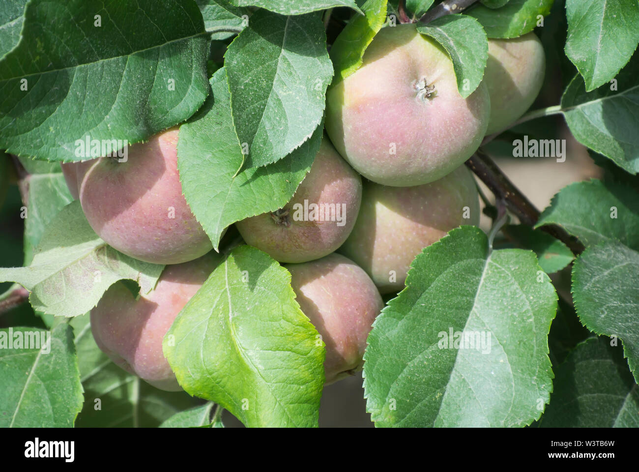 Abundant fiber in the fruit hi-res stock photography and images - Alamy