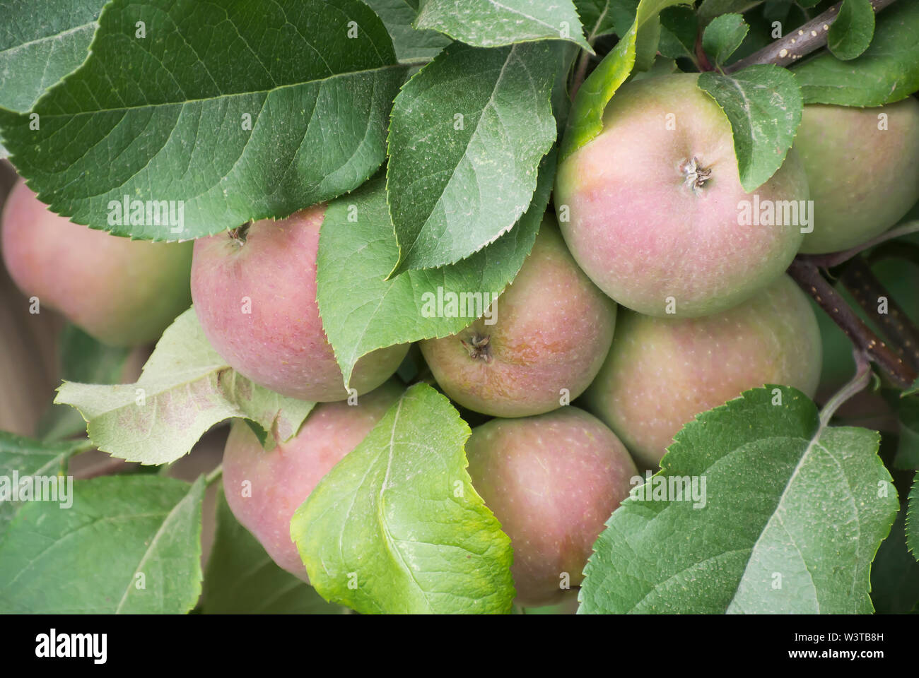 Maturing tree fruit hi-res stock photography and images - Alamy