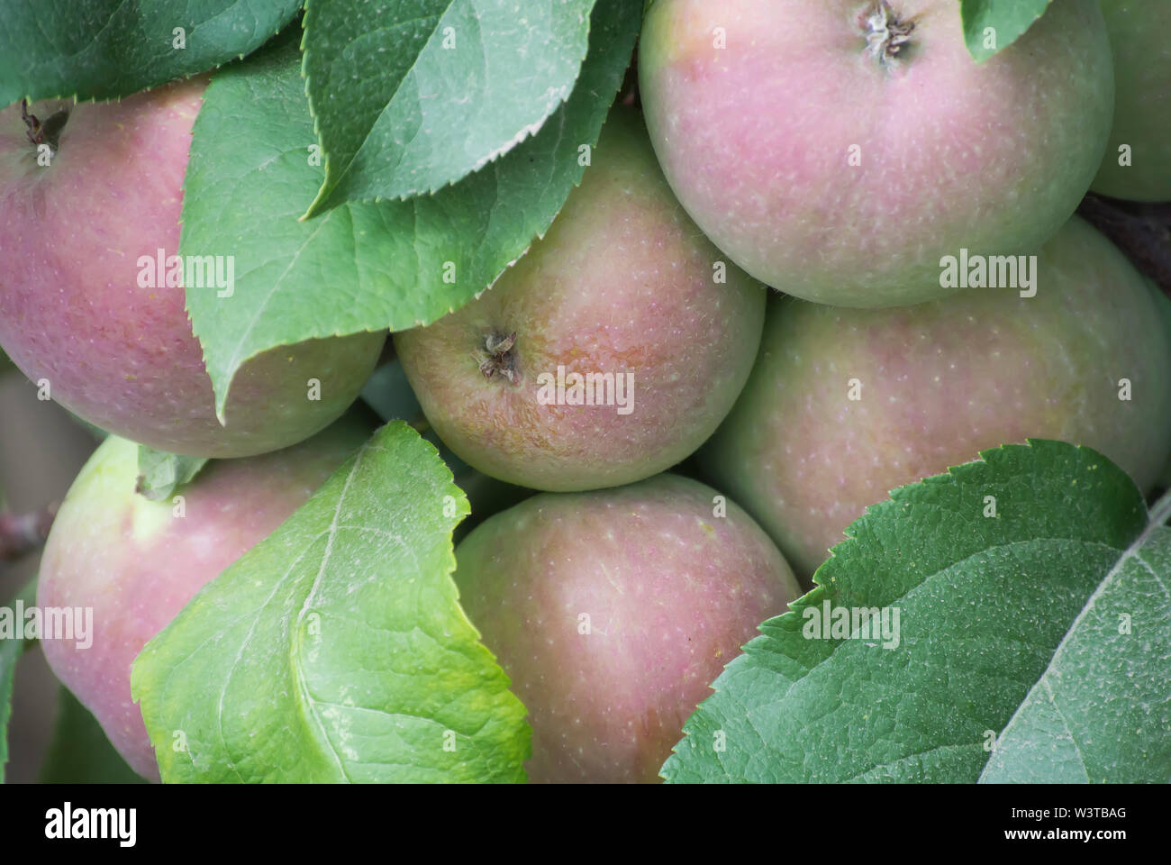 Abundant fiber in the fruit hi-res stock photography and images - Alamy
