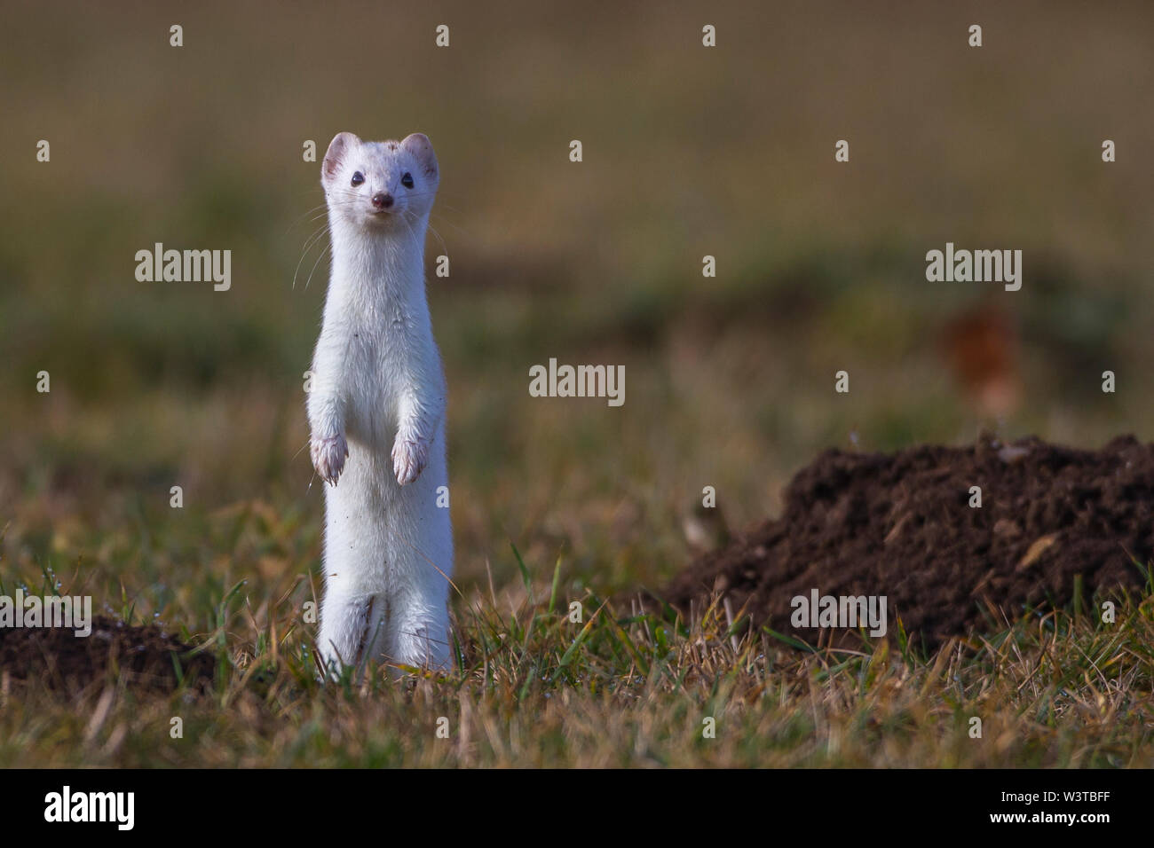 Stoat, short-tailed weasel, Hermelin (Mustela erminea Stock Photo - Alamy