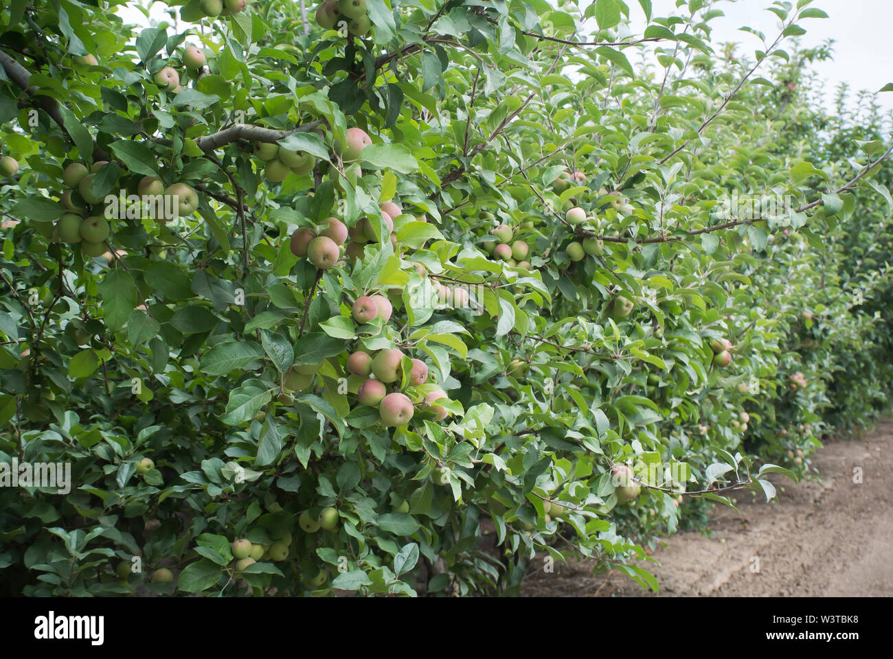 Row of Apple Trees in Orchard Stock Photo - Alamy