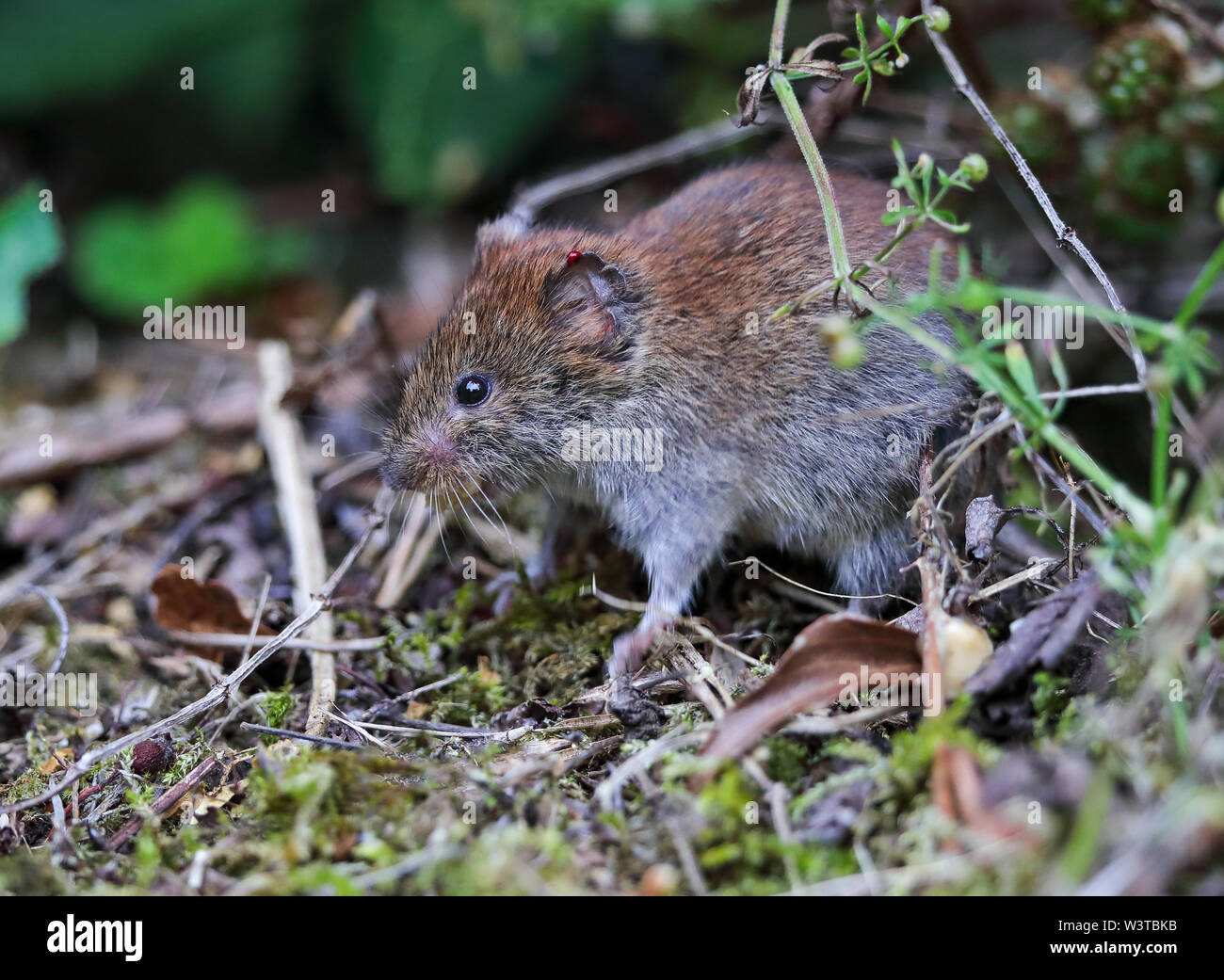 Vole mammal wildlife small tiny furry hi-res stock photography and ...