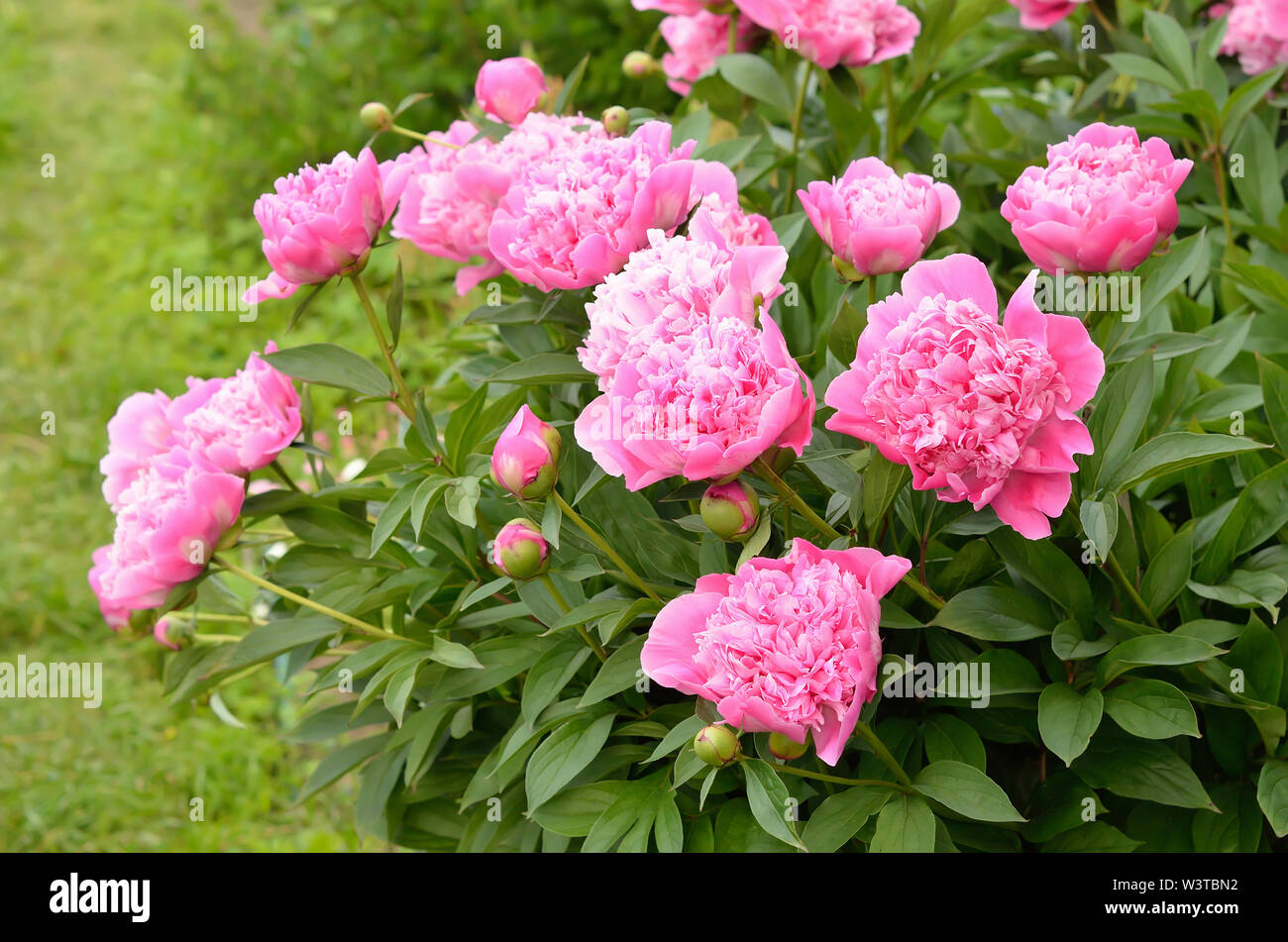 Garden red peonies hi-res stock photography and images - Alamy