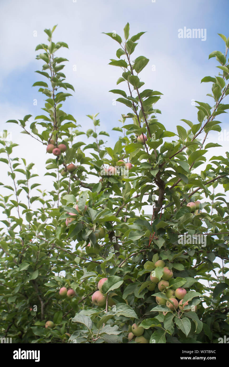 Apples Growing on Tree Branches Stock Photo - Alamy