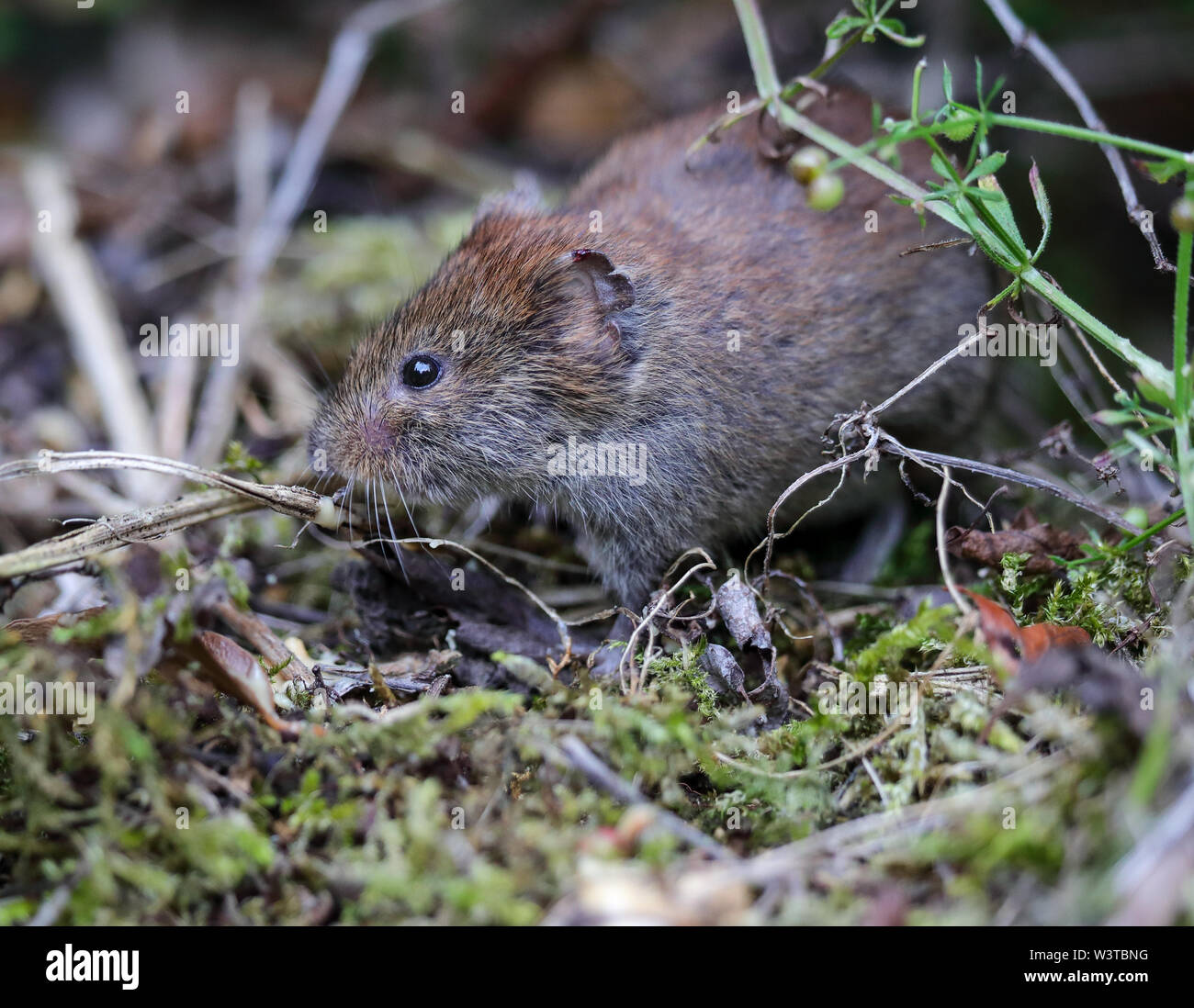 Smallest uk vole hi-res stock photography and images - Alamy