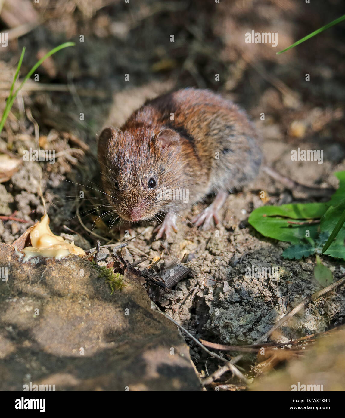Vole mammal wildlife small tiny furry hi-res stock photography and ...