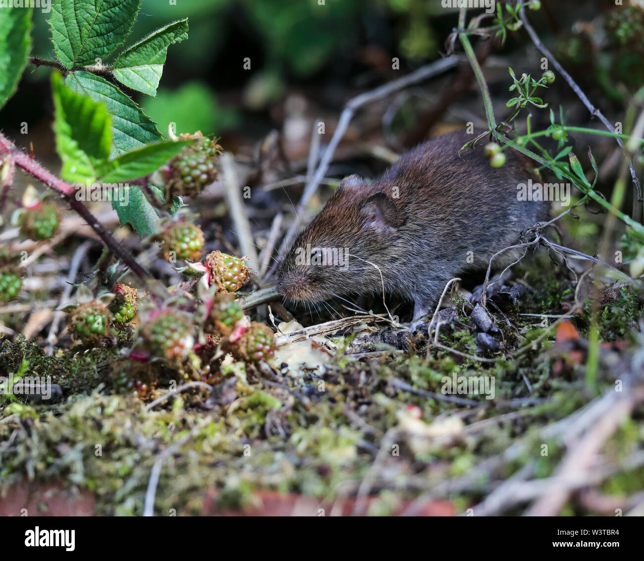 Smallest uk vole hi-res stock photography and images - Alamy