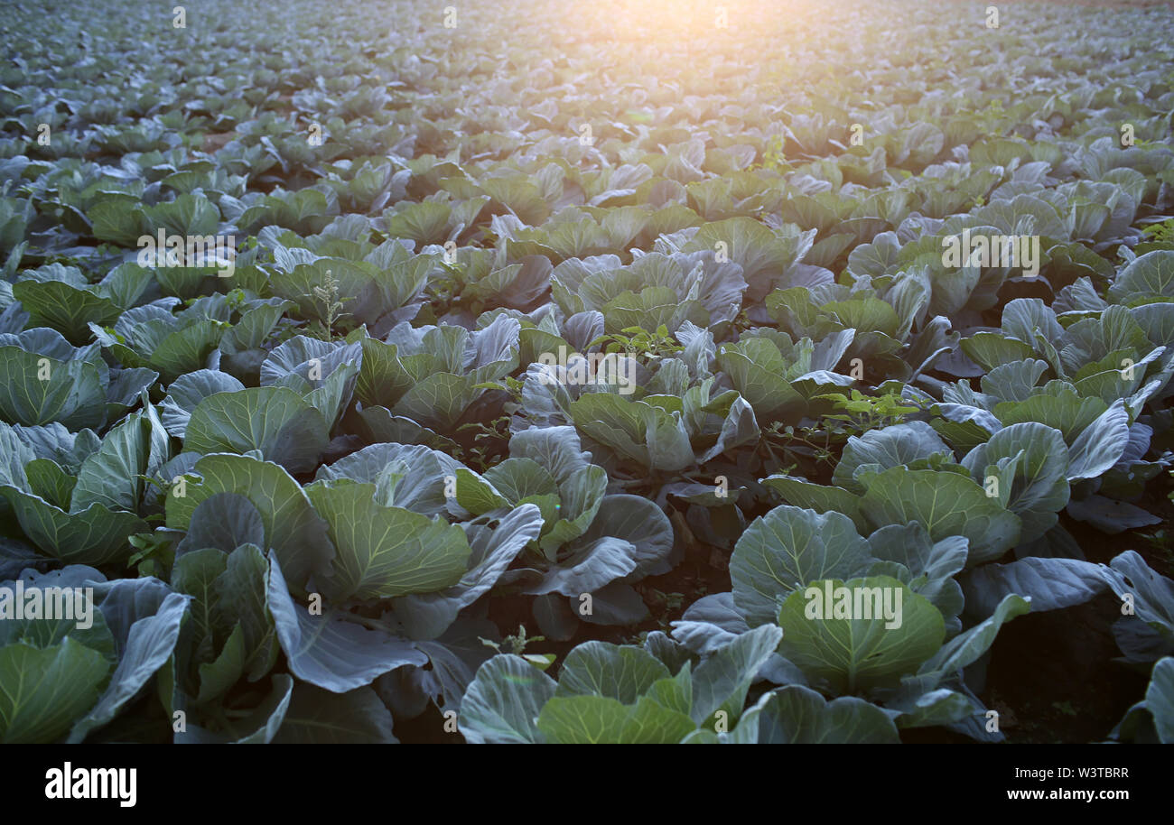 Vegetable plantation concept. Cabbage field at fully mature stage ready ...