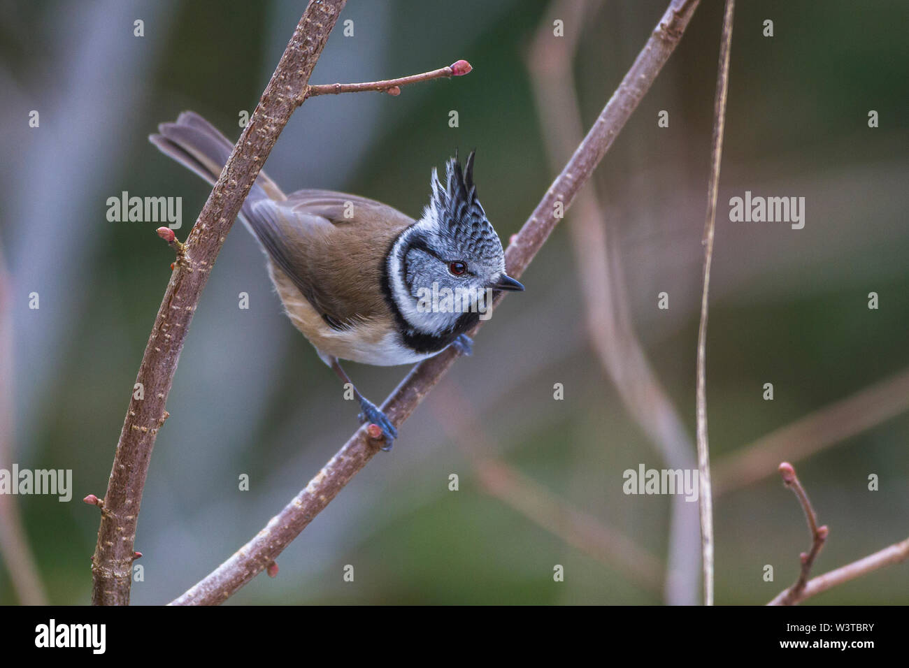European crested tit, Haubenmeise (Lophophanes cristatus Stock Photo ...