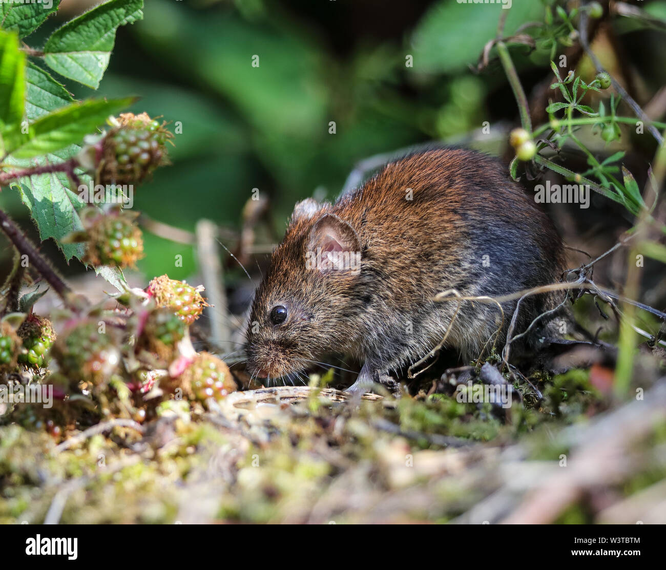Vole mammal wildlife small tiny furry hi-res stock photography and ...