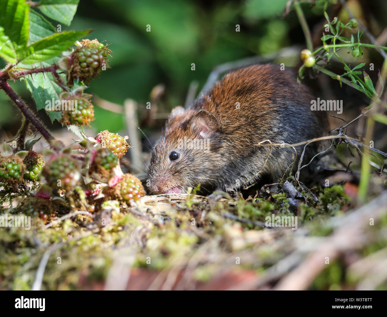 Vole holes hi-res stock photography and images - Alamy
