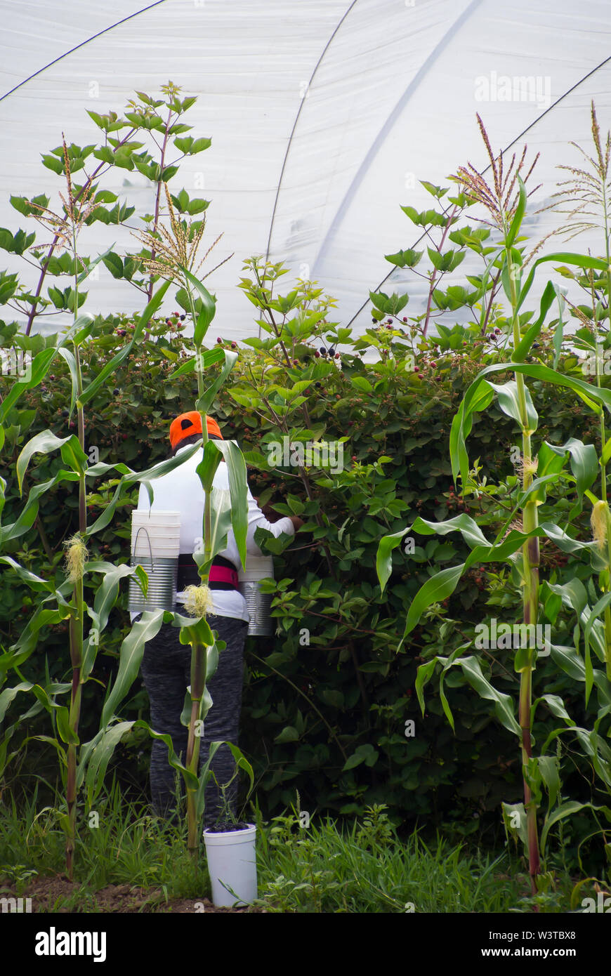 Seasonal Worker Harvesting Berries Stock Photo - Alamy